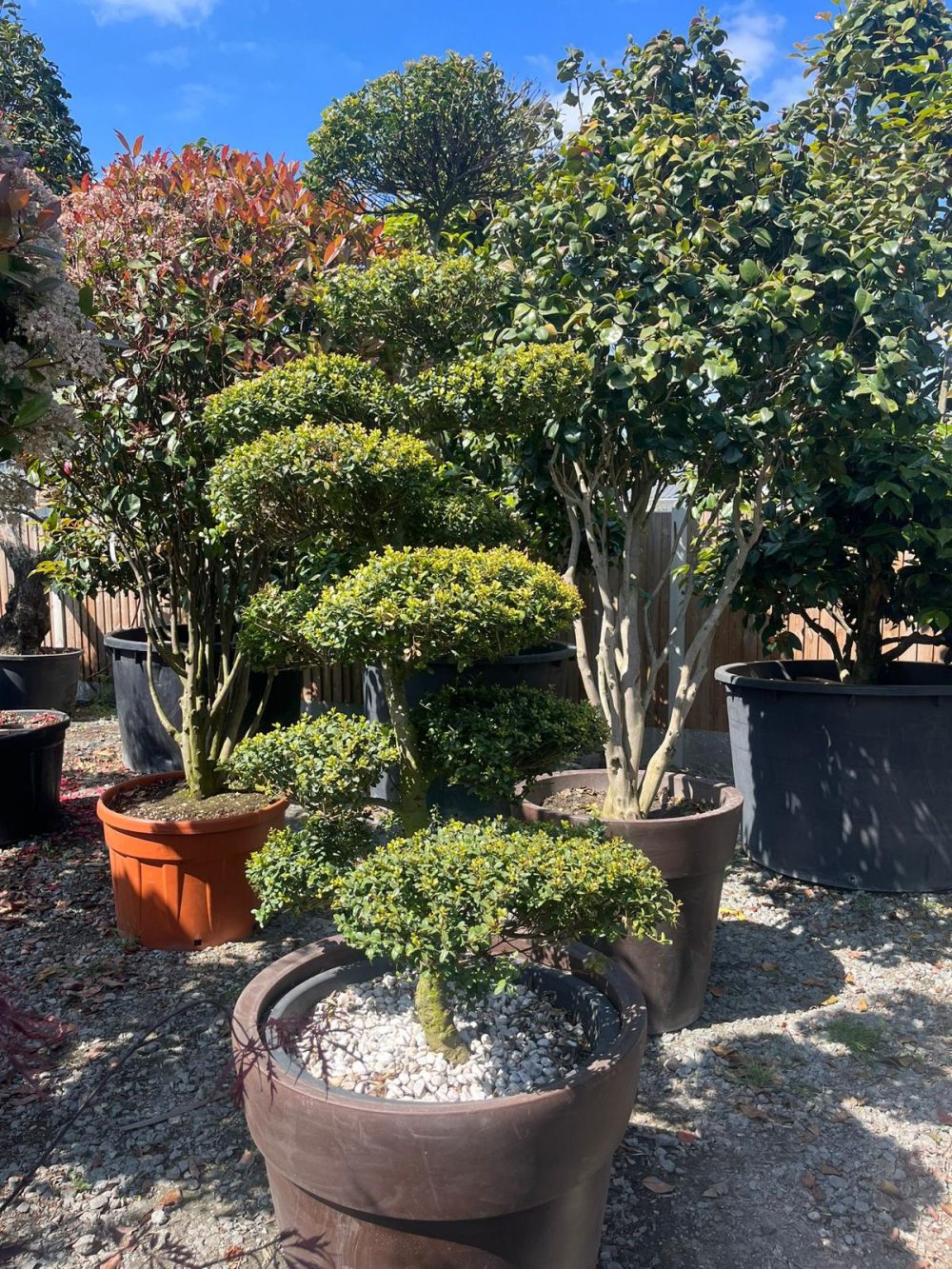 Japanese Niwaki Tree – Greengrove Garden Centre