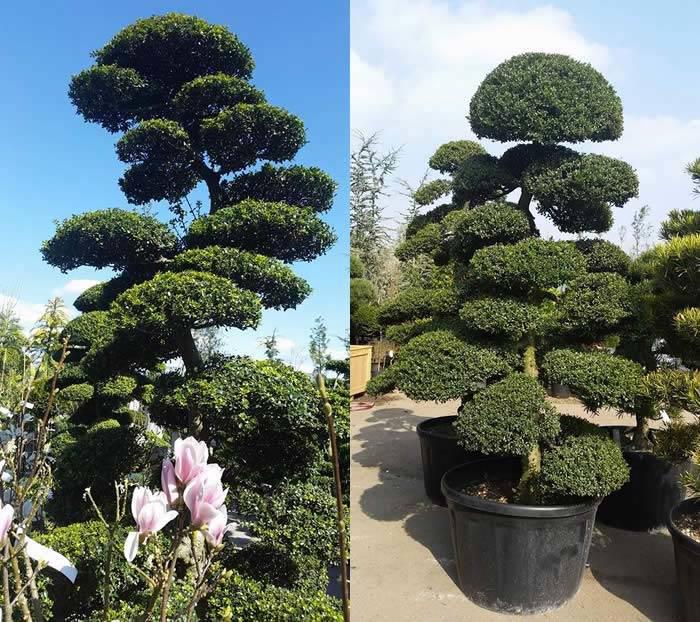 Japanese Niwaki Tree – Greengrove Garden Centre