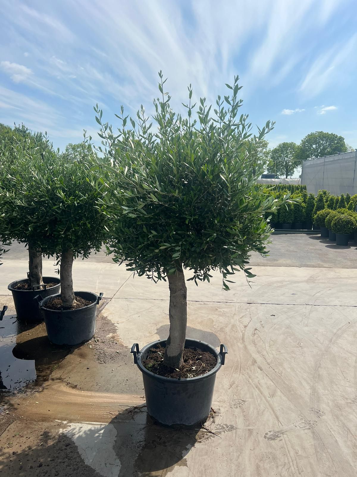 Olea Europea Olive Tree – Greengrove Garden Centre