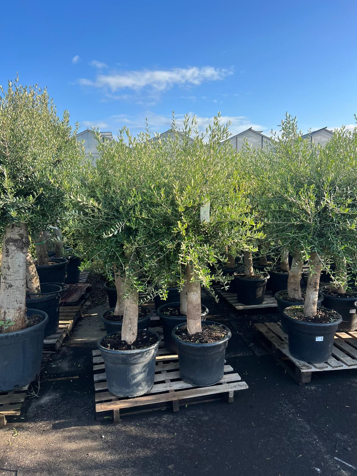 Olea Europea Olive Tree – Greengrove Garden Centre